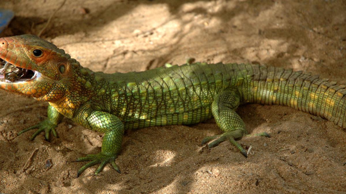 Higher temperature, blessing in disguise for lizards - The Hindu
