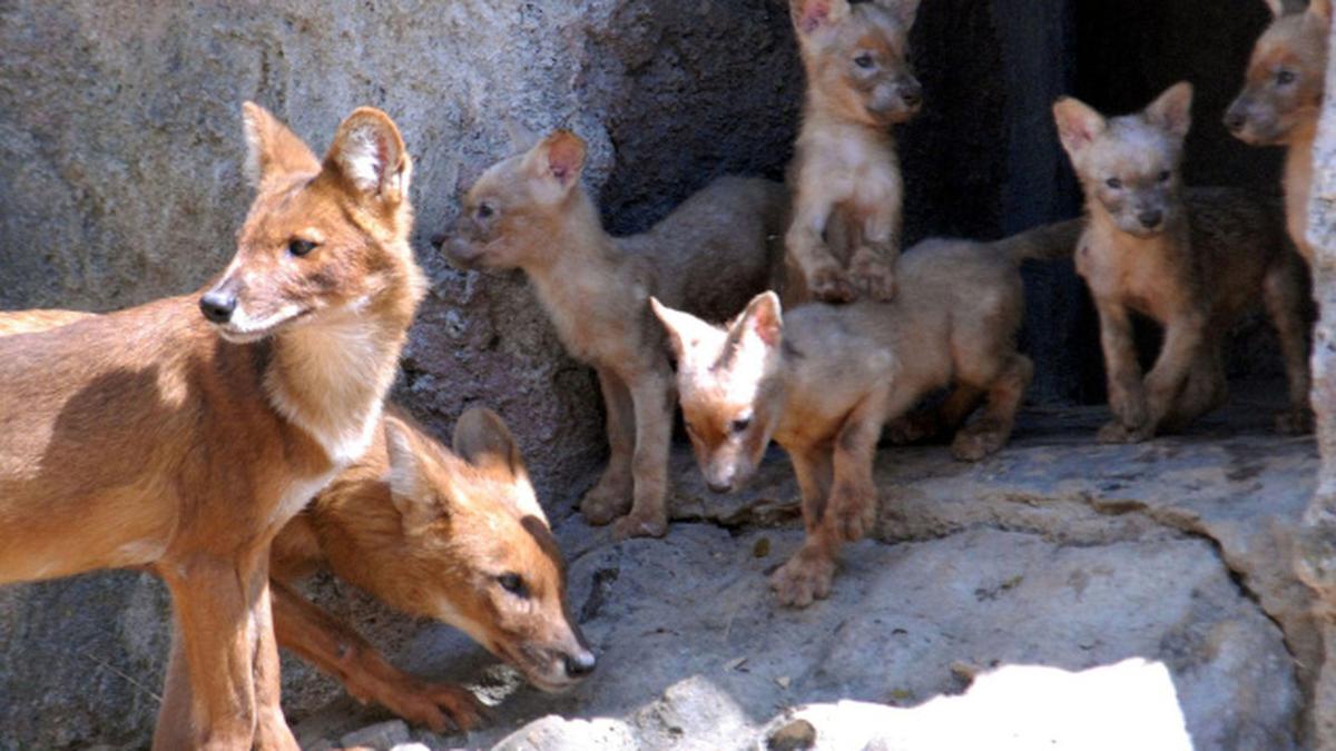 Dhole pups, new attraction at Mysore zoo - The Hindu