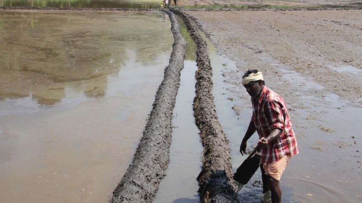 Upper Kuttanad farmers facing financial crisis - The Hindu
