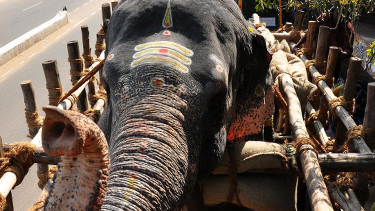 Temple elephants raring to go - The Hindu