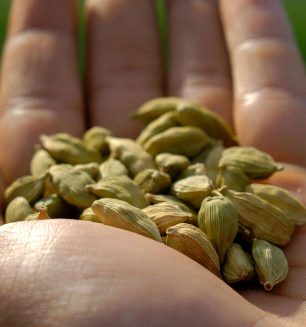 Cardamom auctions to resume on December 26 - The Hindu