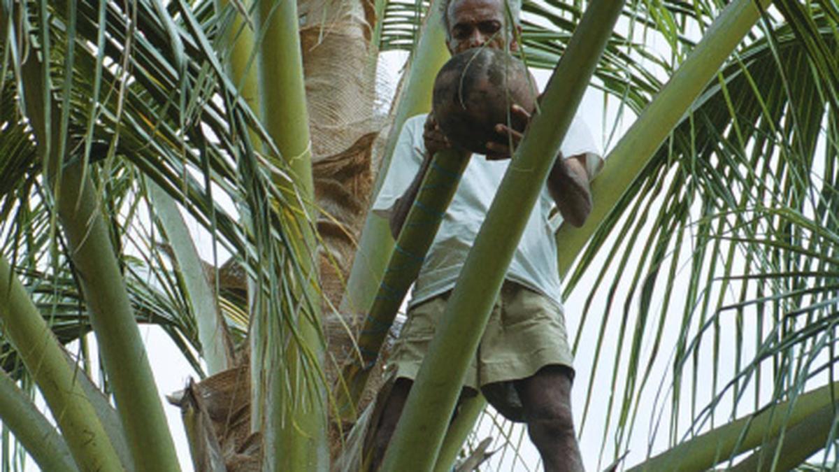 Coconut Board nod for Neera - The Hindu