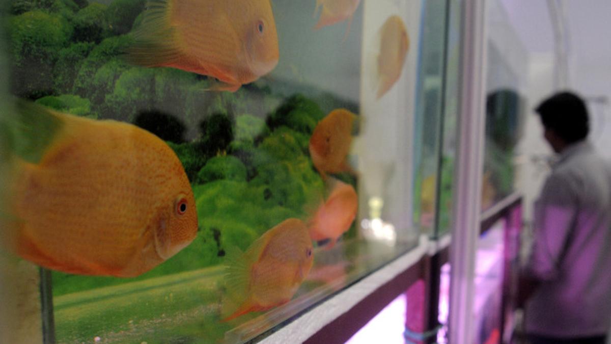 Fish, fur and pretty feathers - The Hindu