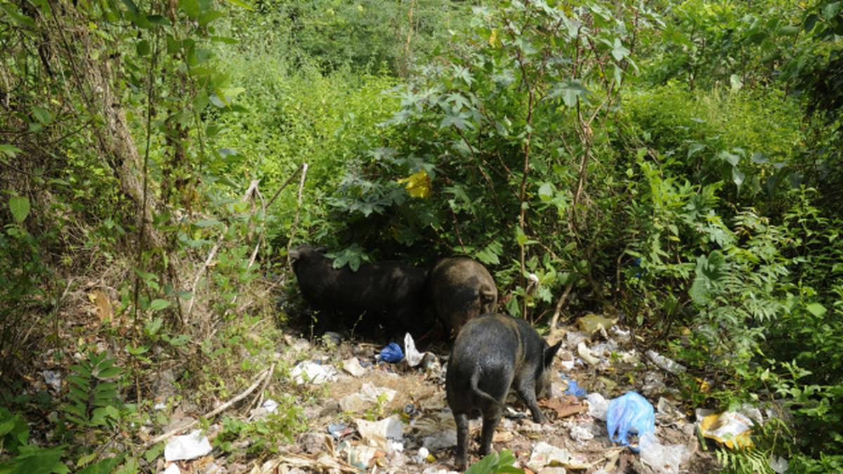 Pig menace rampant in colonies - The Hindu