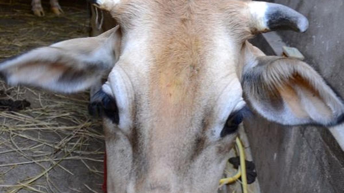 Punganur cow a craze among the rich - The Hindu