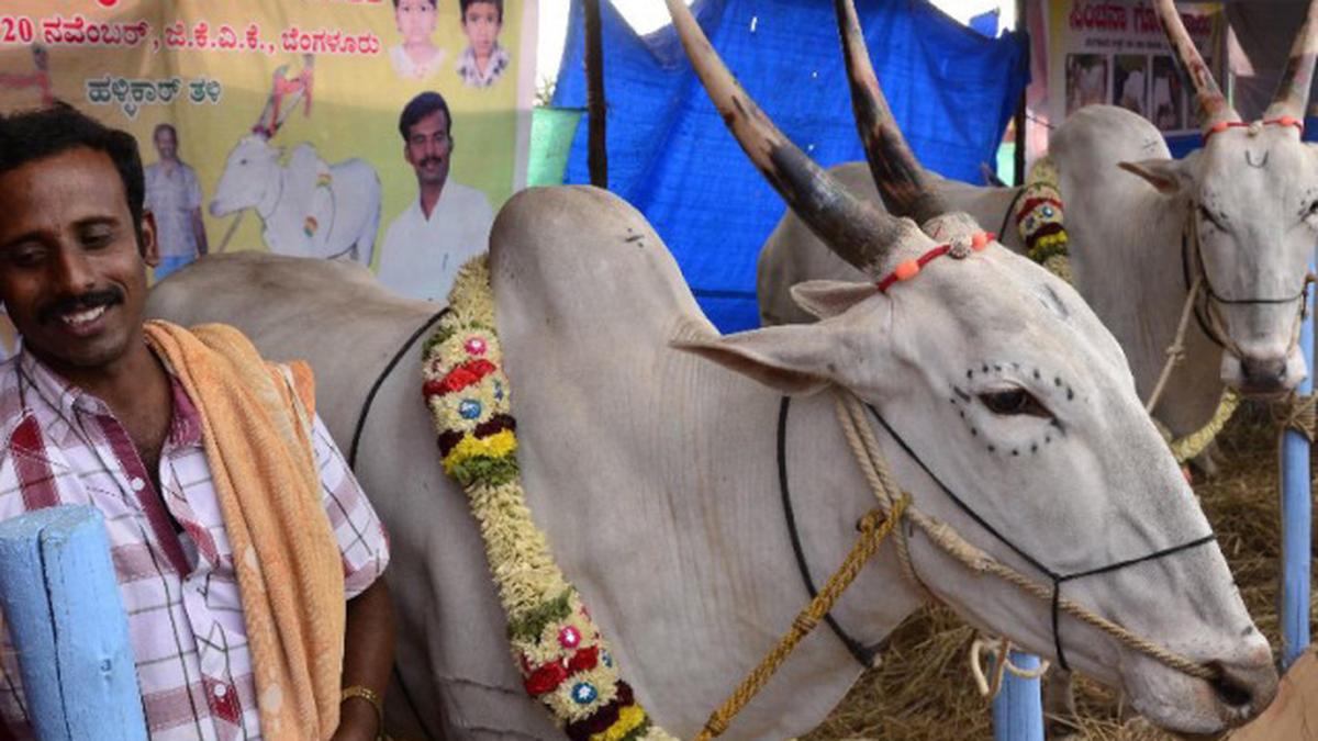 A halli kar classier than a city car - The Hindu