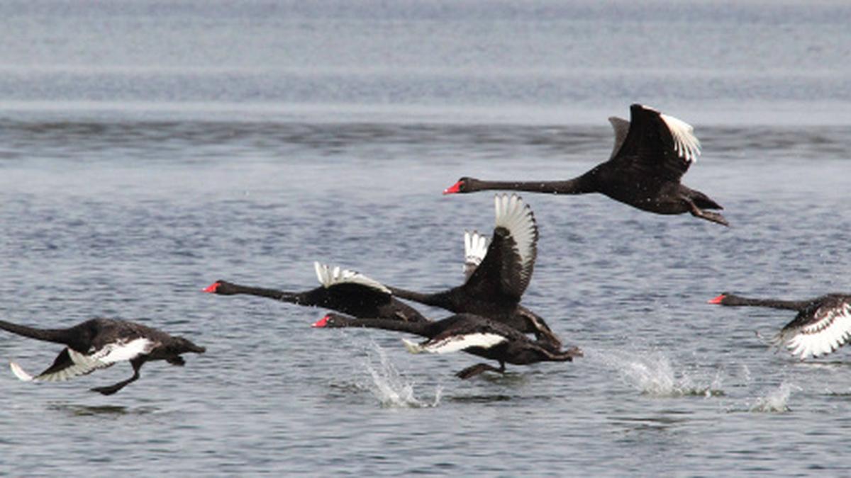 Swan song - The Hindu