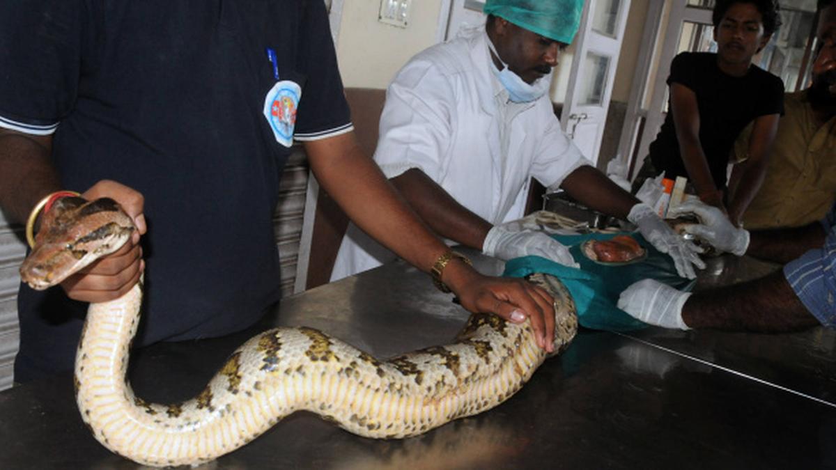 Surgery saves injured python - The Hindu