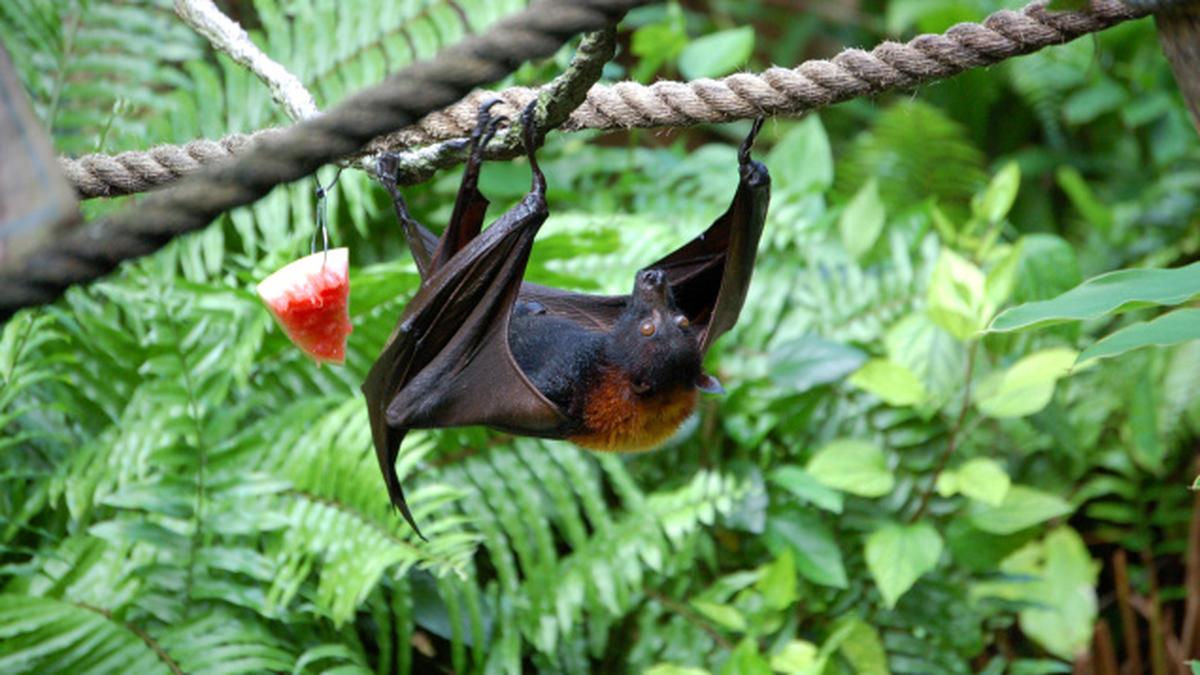 Batting for the bat - The Hindu