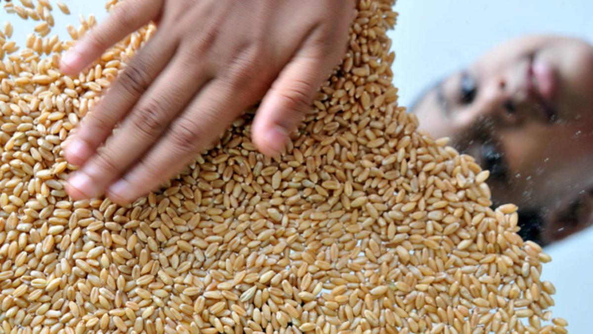 Record wheat output likely, says Pawar - The Hindu