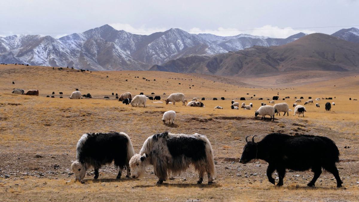 Tibetan plateau's glaciers melting rapidly - The Hindu