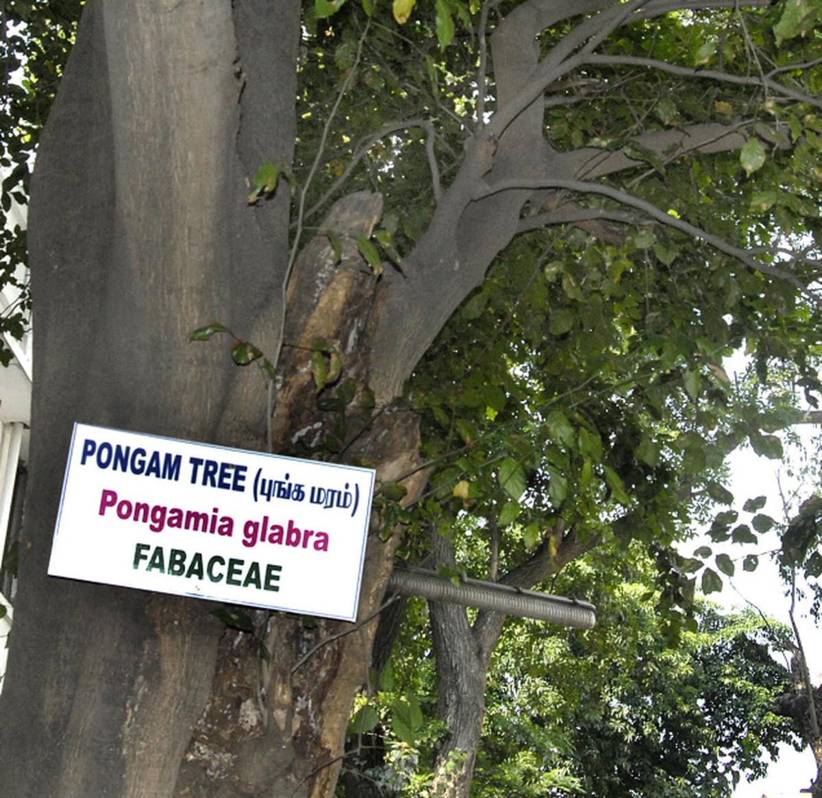 What's in a name? A lot for trees - The Hindu