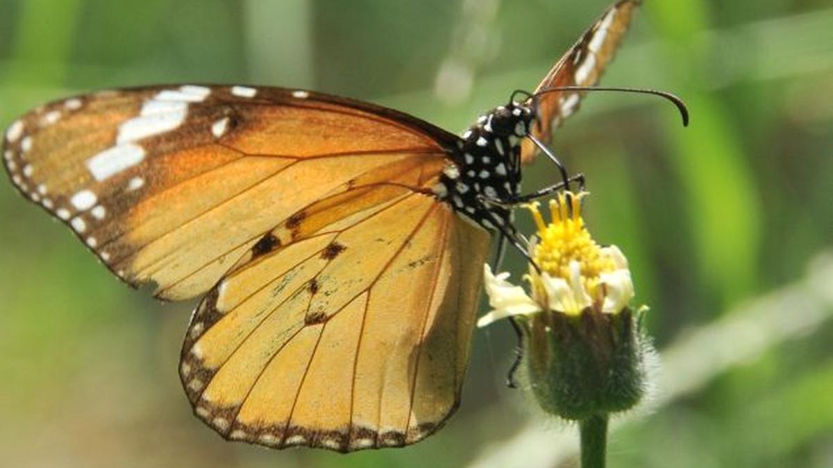 Butterfly survey records 140 species - The Hindu