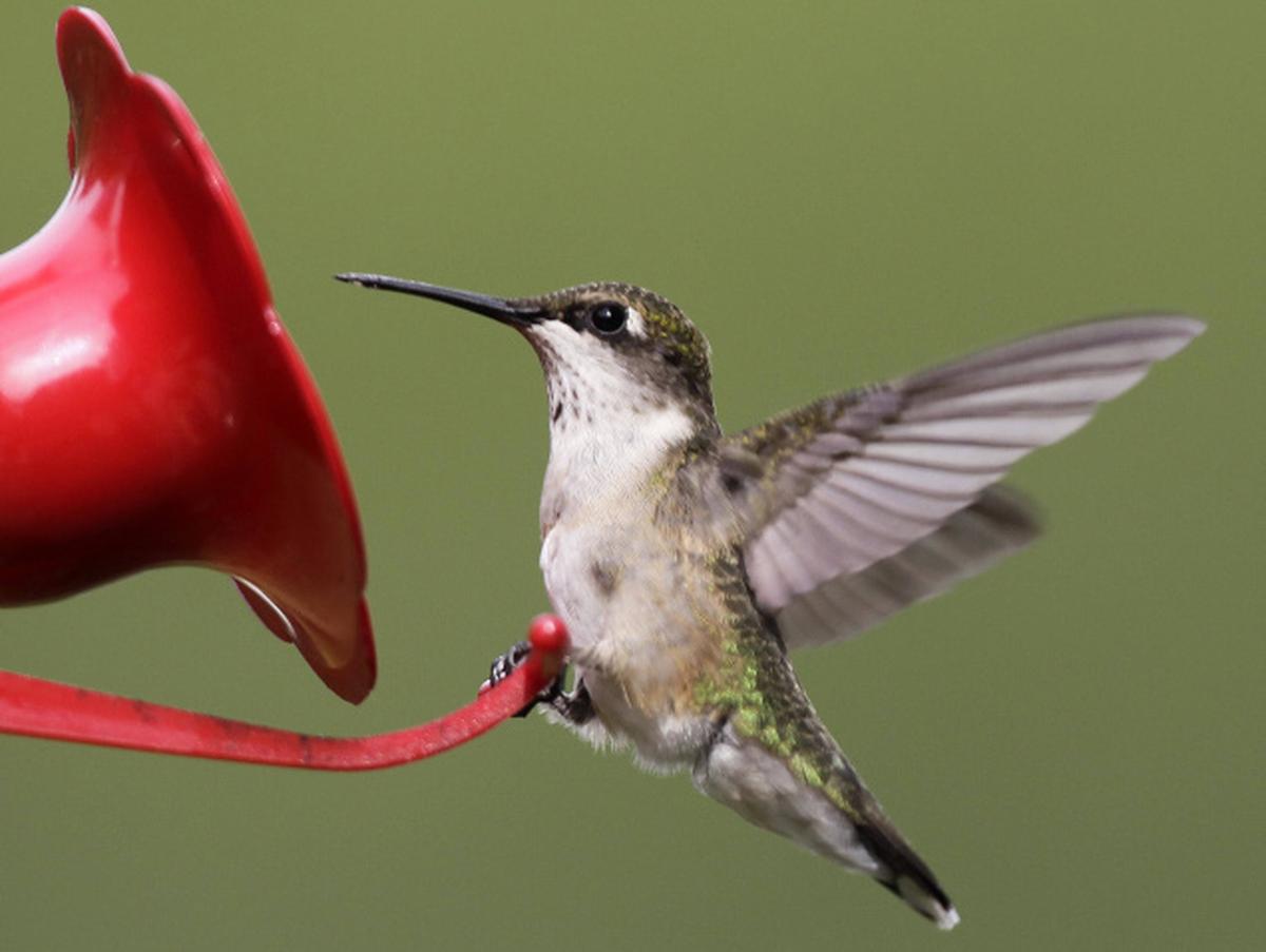 A plant that has evolved bird perch found: Scientists - The Hindu