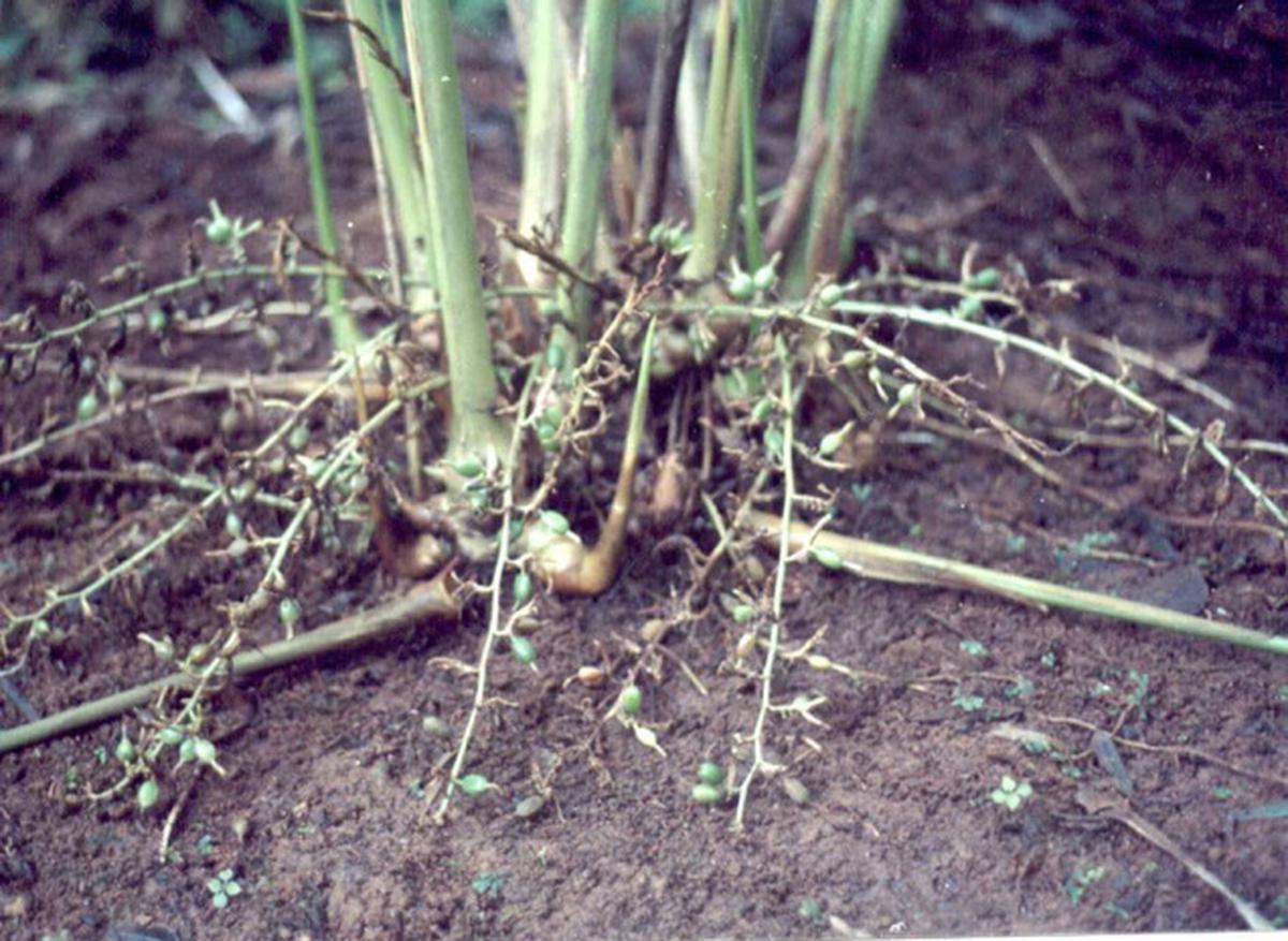 Humidity aggravates rot disease in cardamom crop - The Hindu