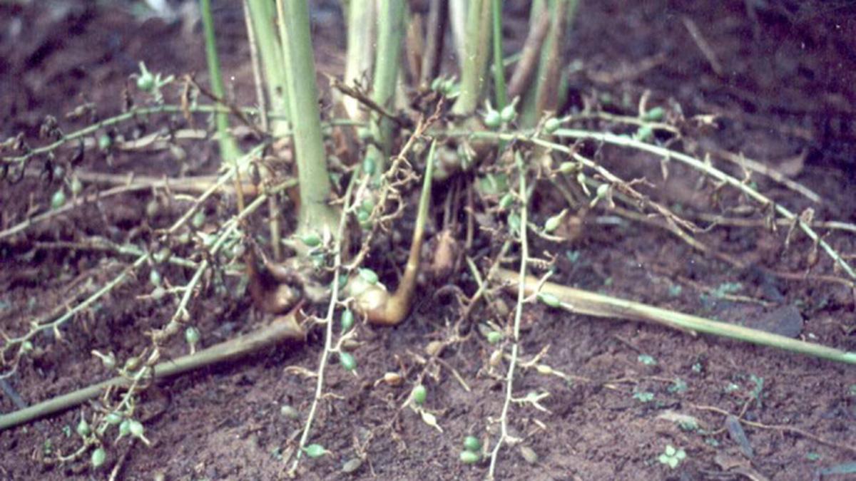 Humidity aggravates rot disease in cardamom crop - The Hindu