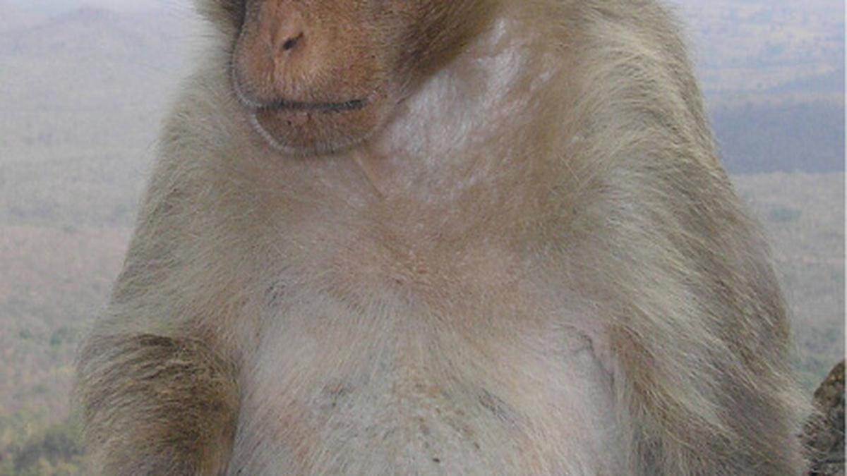 A letter to IIT, Madras - The Hindu