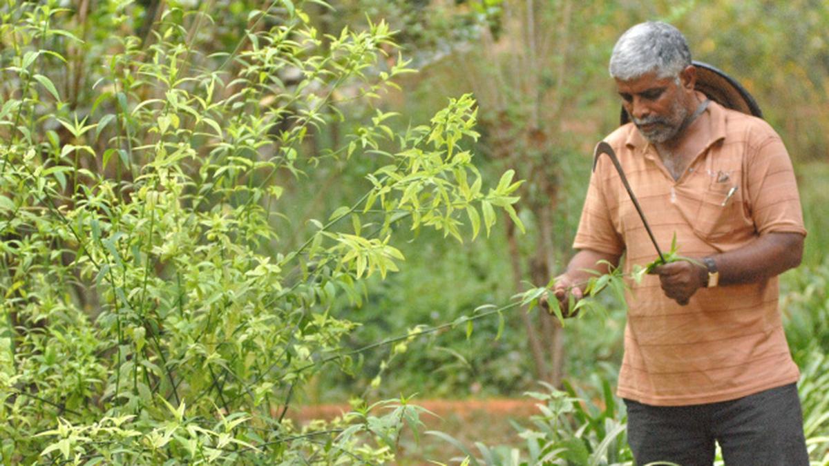 Neyyattinkara municipality turns to natural farming - The Hindu