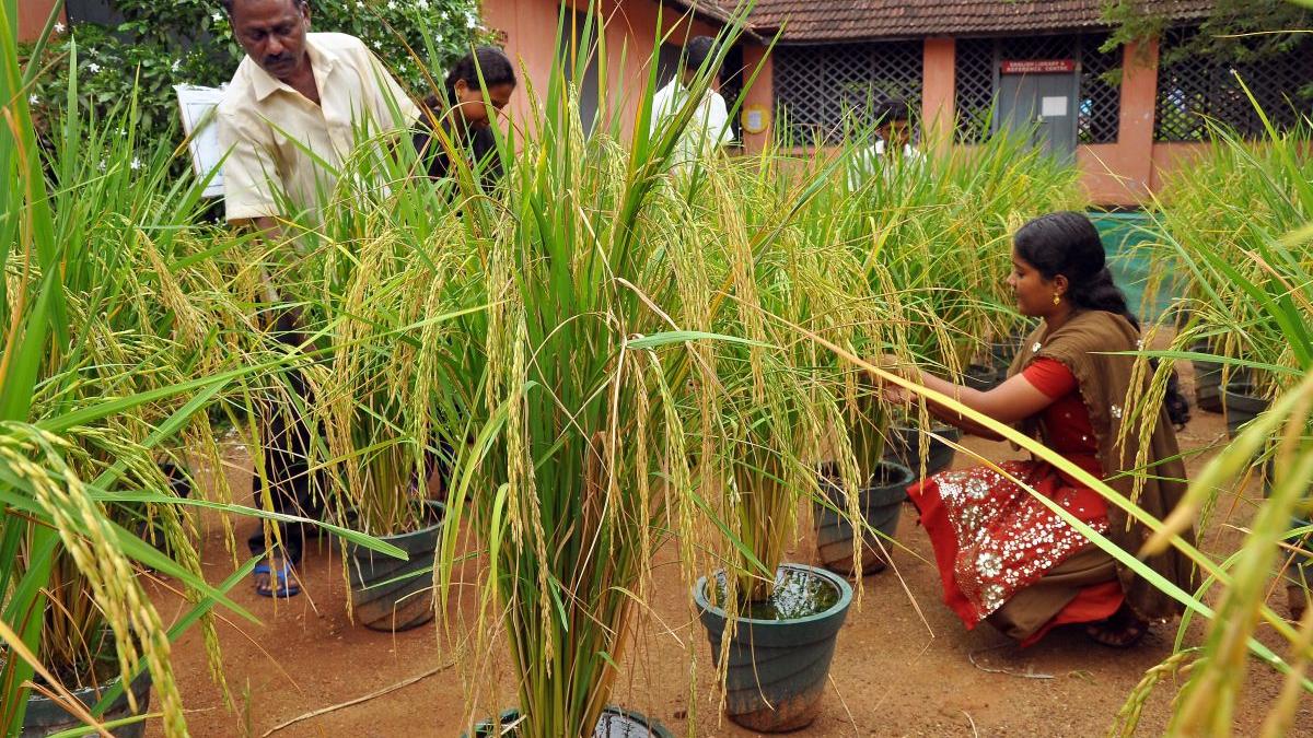 Students cultivate Basmati rice in pots - The Hindu
