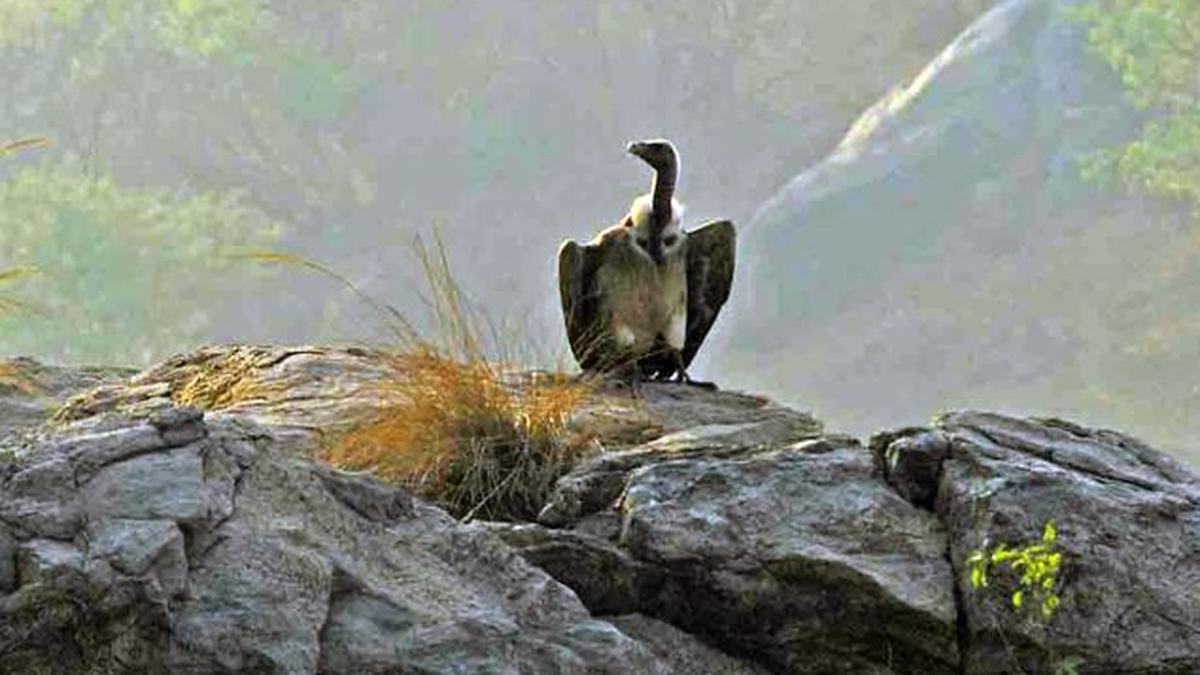 Study observes 30 species of raptors in Wayanad - The Hindu