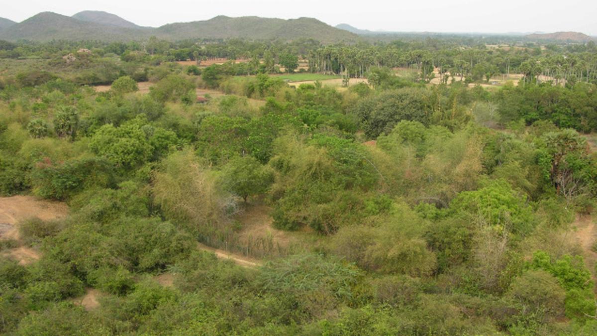 A few years of solitude - The Hindu