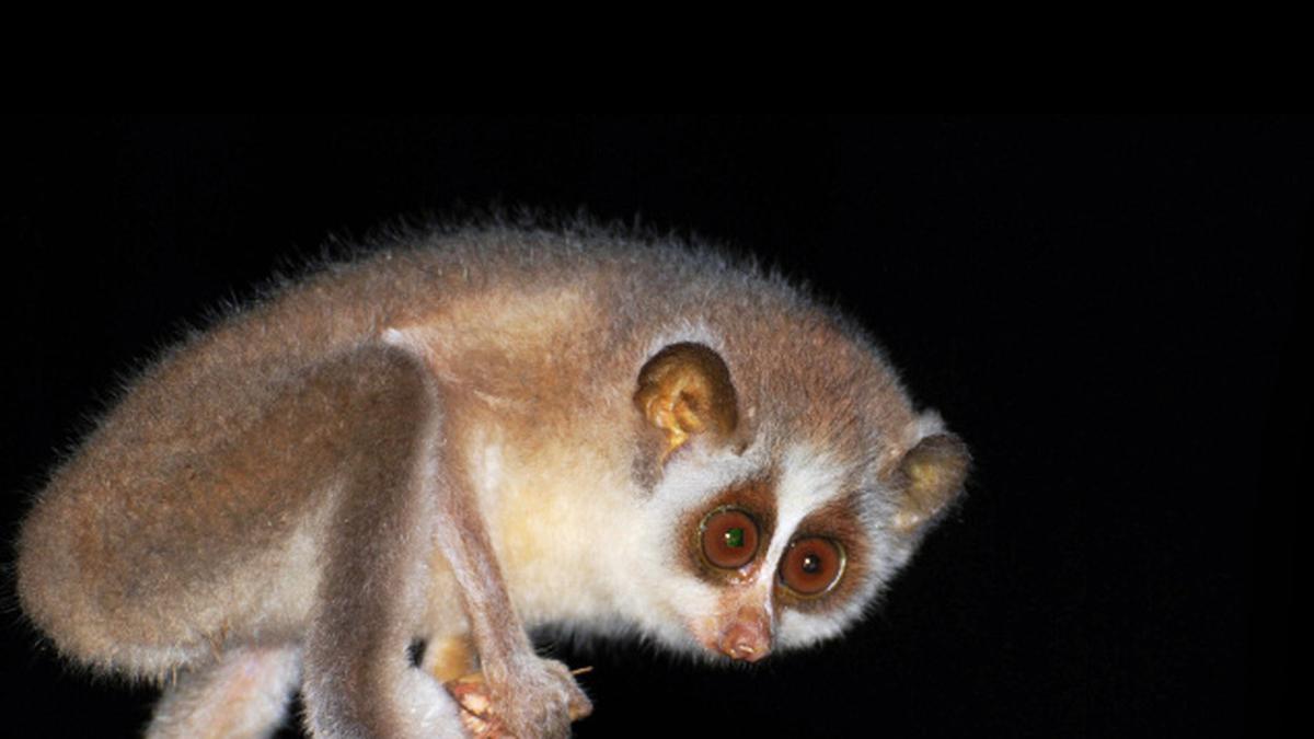 In search of the forest baby - The Hindu