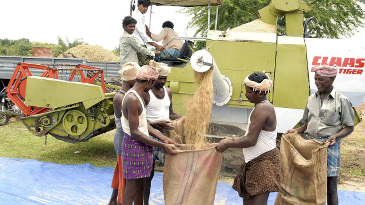 Kuruvai harvest picks up in Thanjavur district - The Hindu