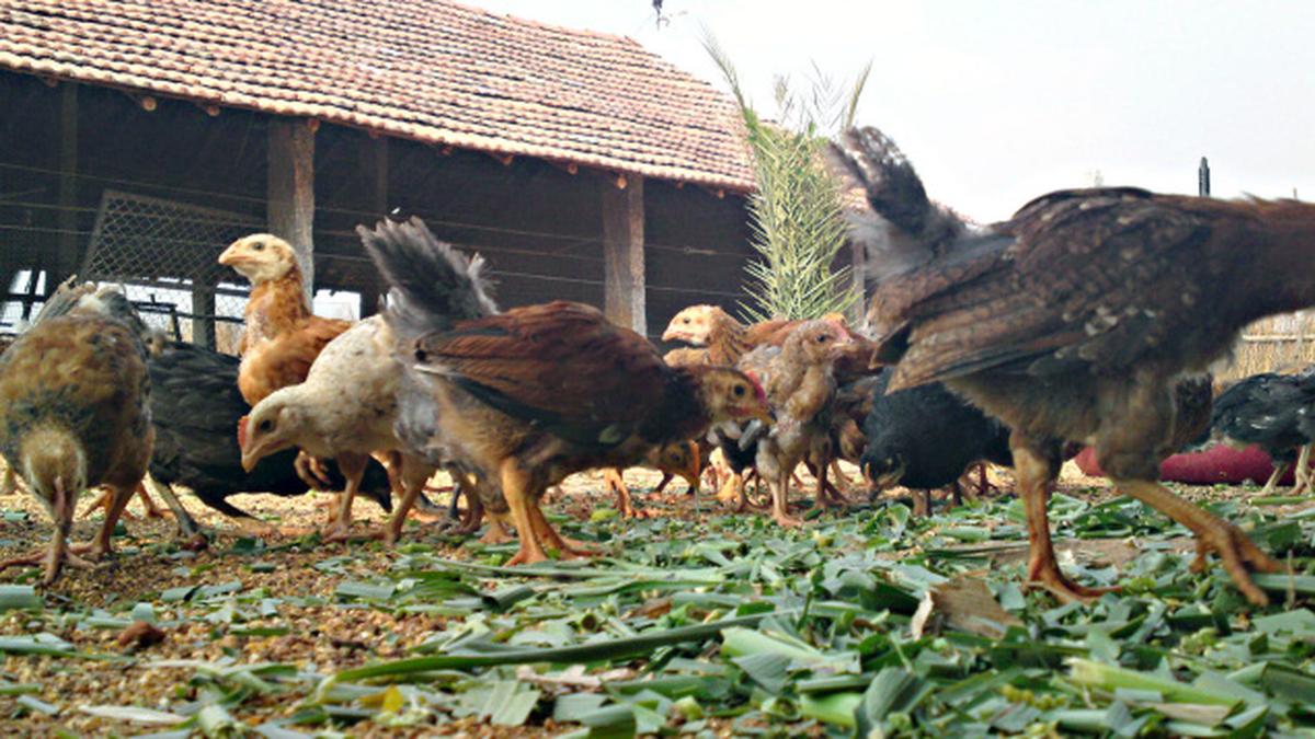 The chicken comes first here - The Hindu