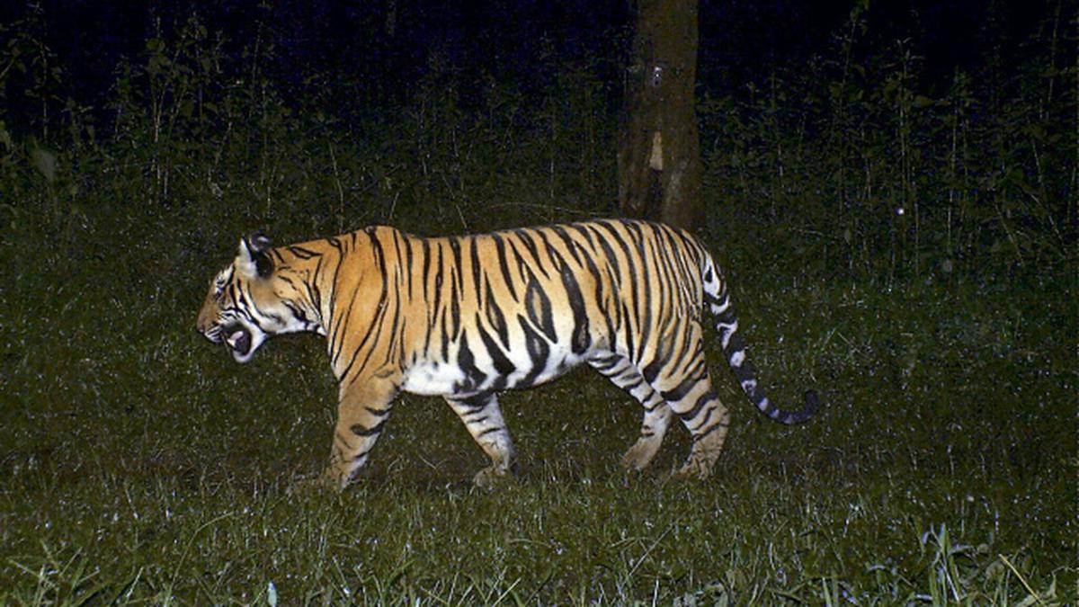 Cameras to count tigers in Wayanad sanctuary - The Hindu