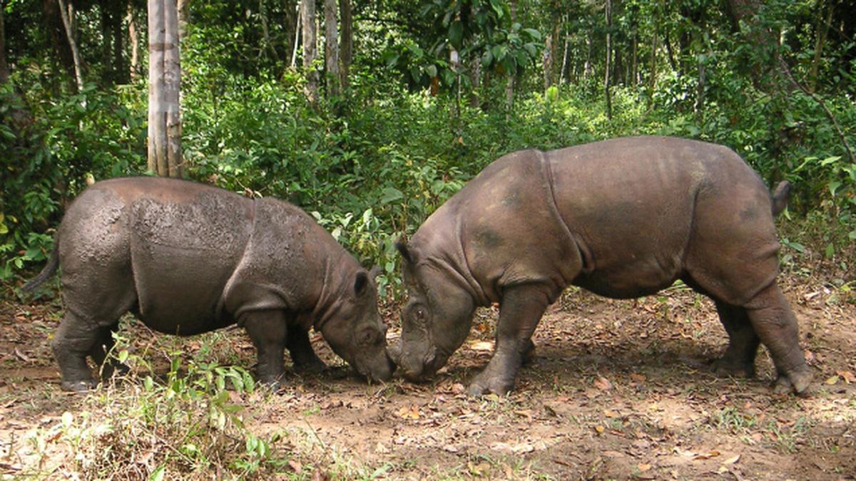 Guwahati institute to assist Indonesian rhino project - The Hindu