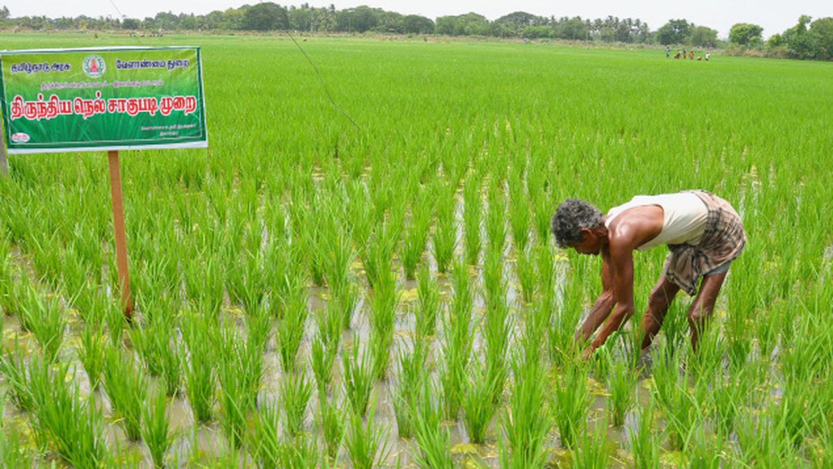 Kuruvai paddy coverage touches all time high in district in last 10 ...
