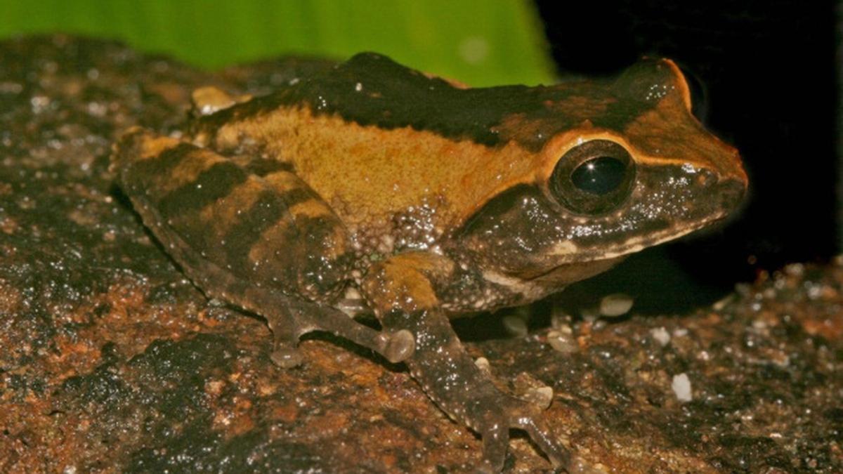 New species of frogs found in Western Ghats - The Hindu