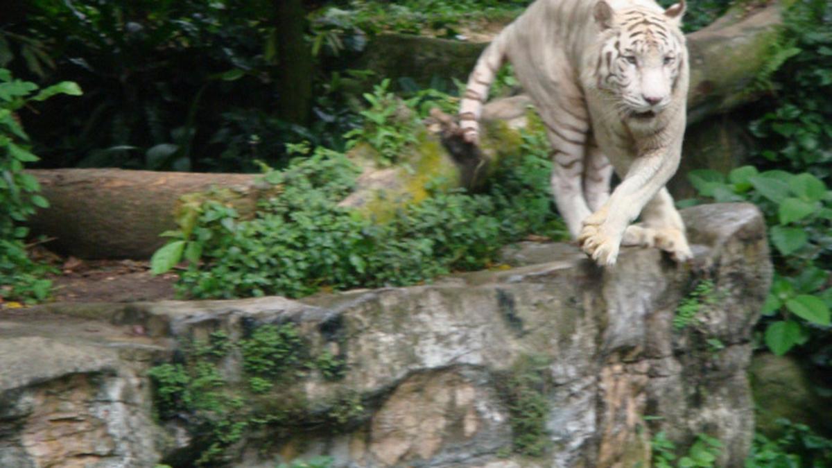 Zing it at the zoo - The Hindu