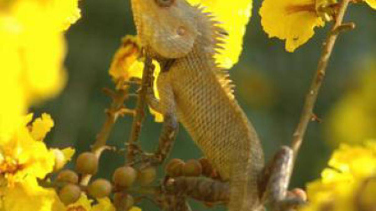 Study shows high intelligence of lizards - The Hindu