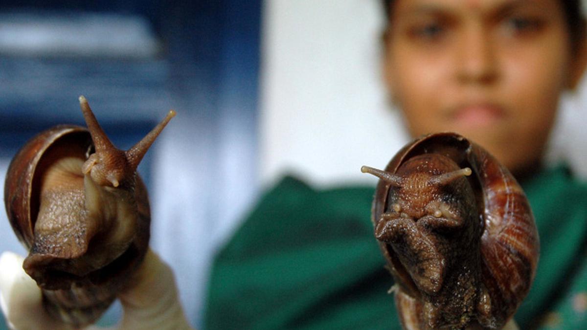 Snails conquer new territories in Kerala - The Hindu