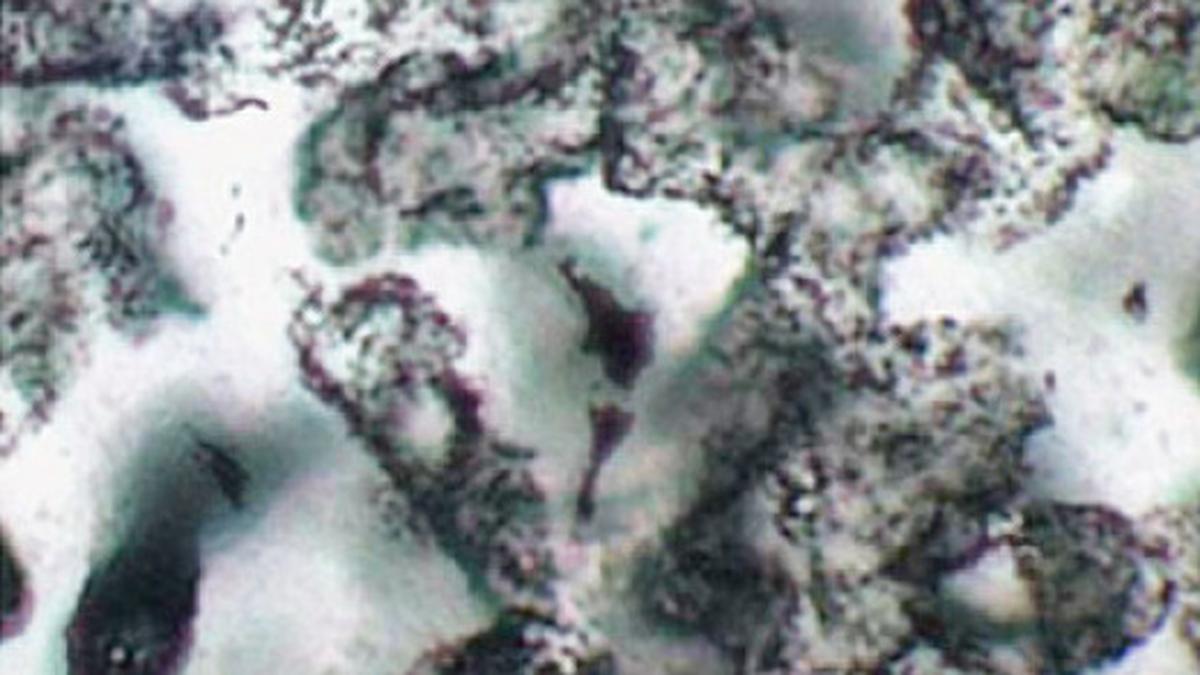 ‘Oldest' microbe fossils found in Australia - The Hindu