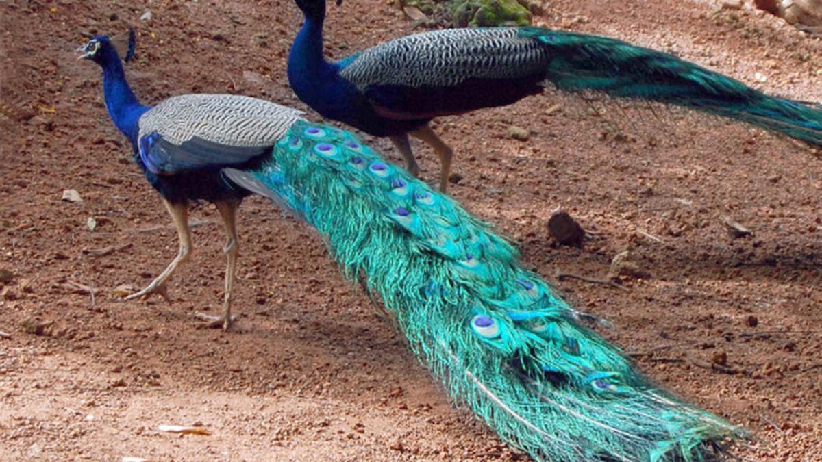 The national bird is a marauder here - The Hindu