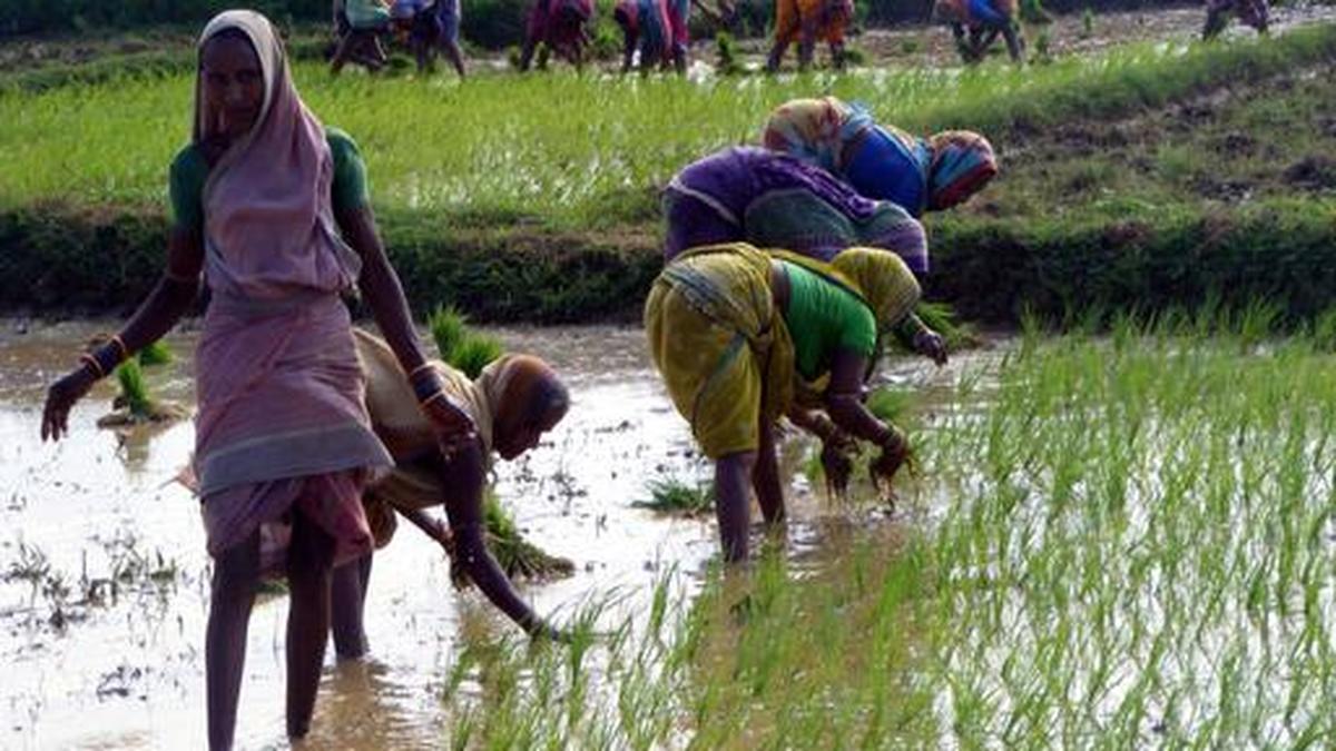 Area under paddy up marginally; dip in pulses, oilseeds, cotton - The Hindu