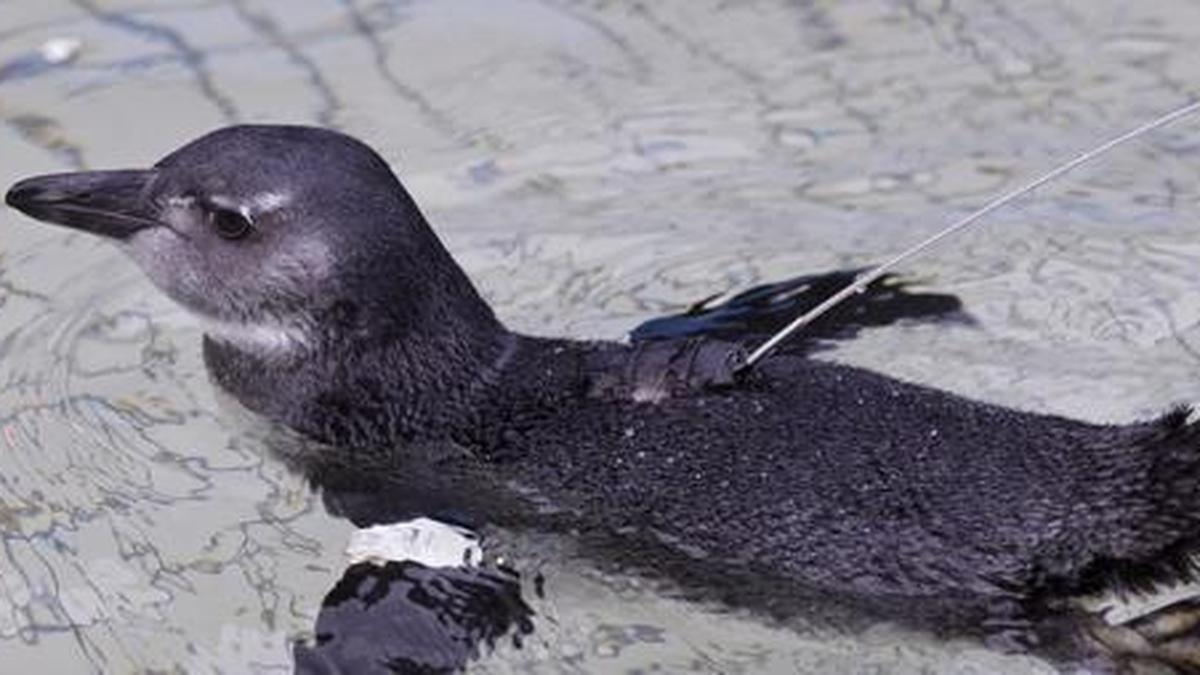 South African scientists to track penguins in wild - The Hindu