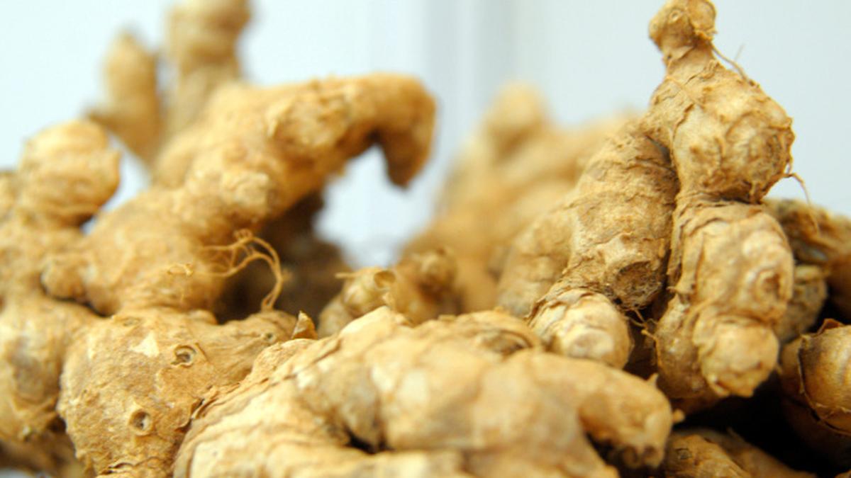 Ginger can help reduce side-effects of chemotherapy: doctors - The Hindu