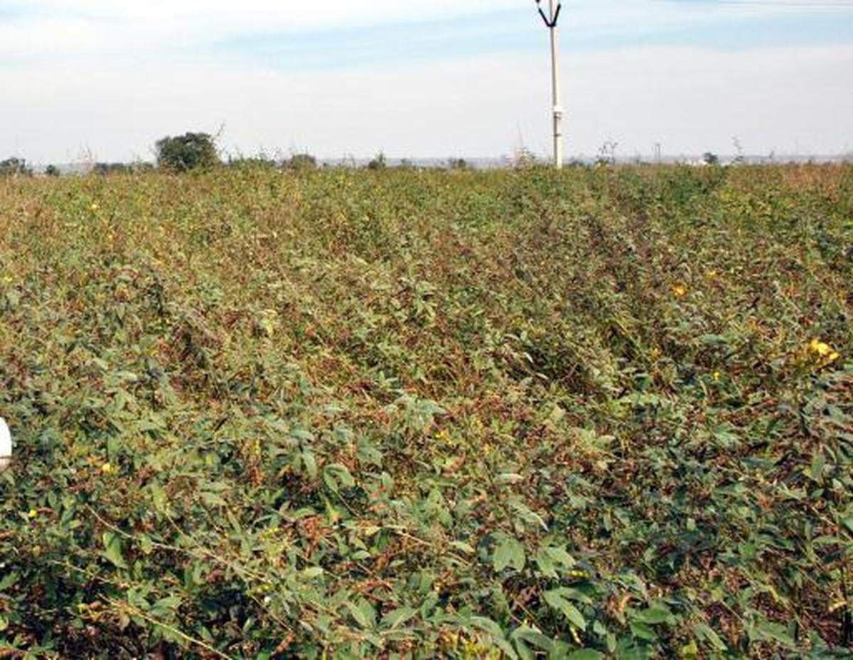 ICRISAT develops high yield hybrid red gram pulse - The Hindu