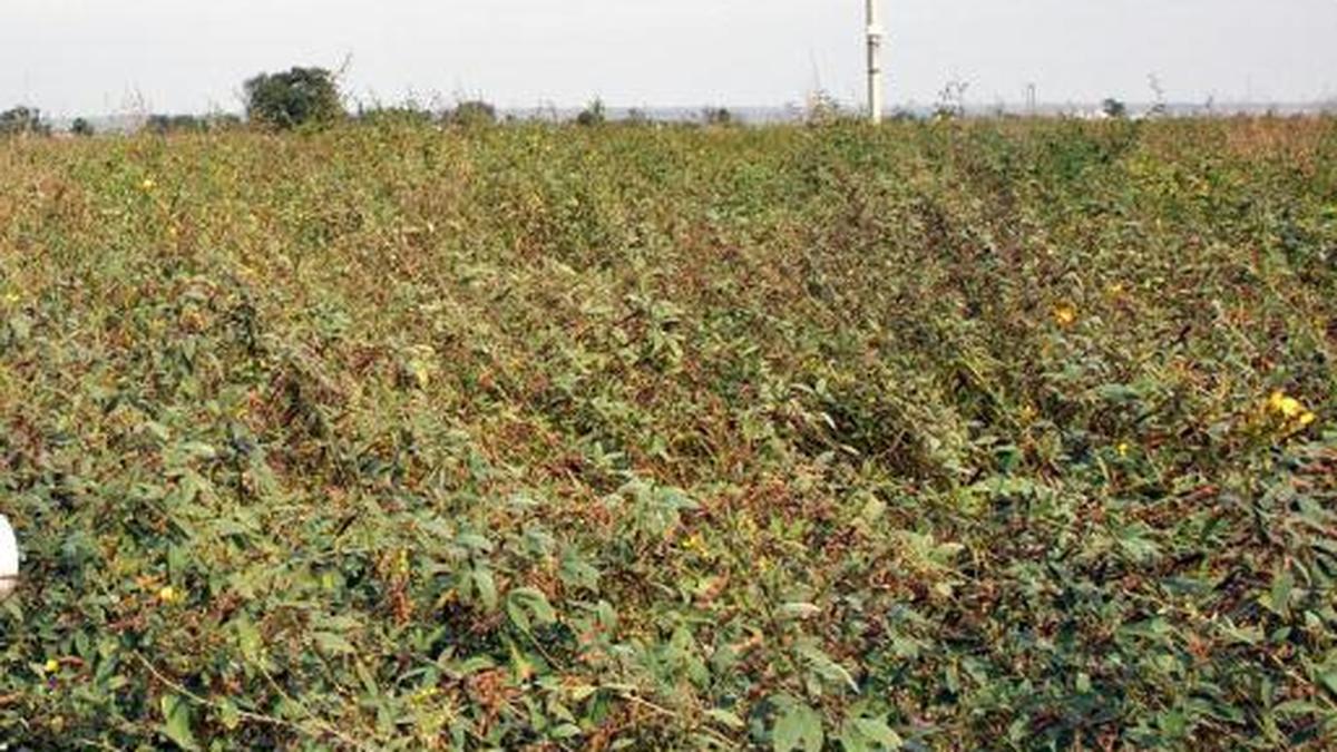 ICRISAT develops high yield hybrid red gram pulse - The Hindu