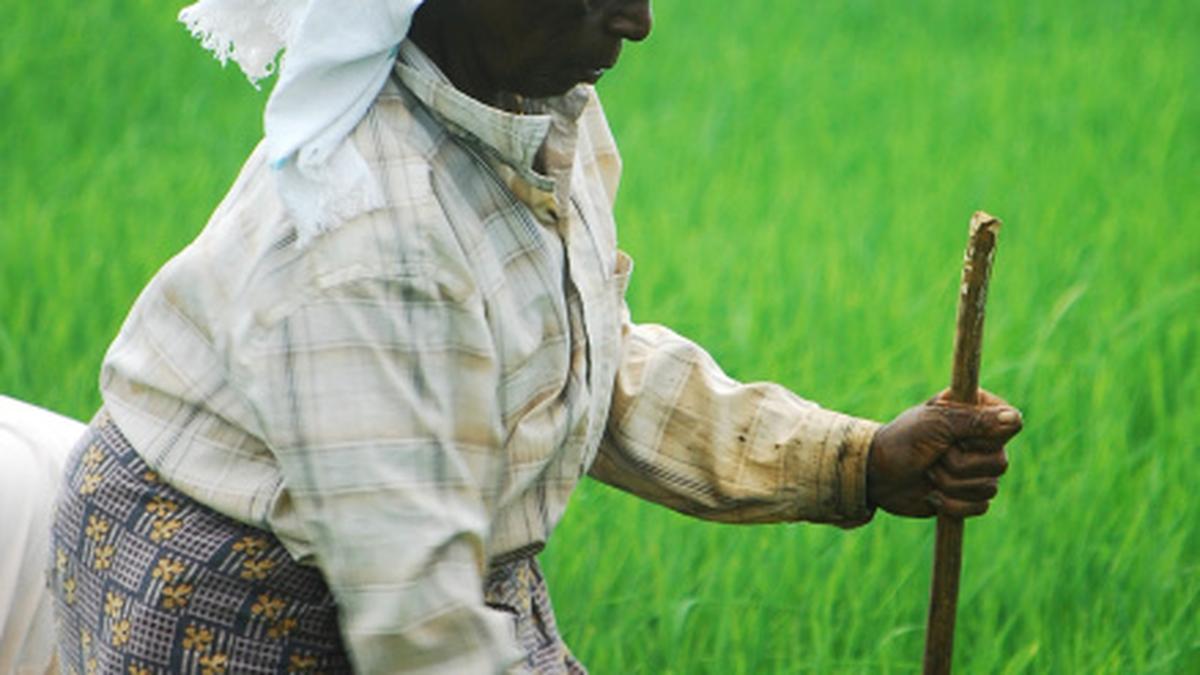 New load of misery for Kuttanad farmers - The Hindu