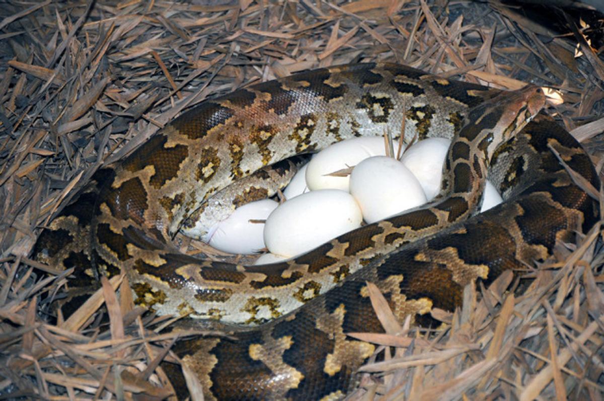 Python lays eggs in captivity - The Hindu