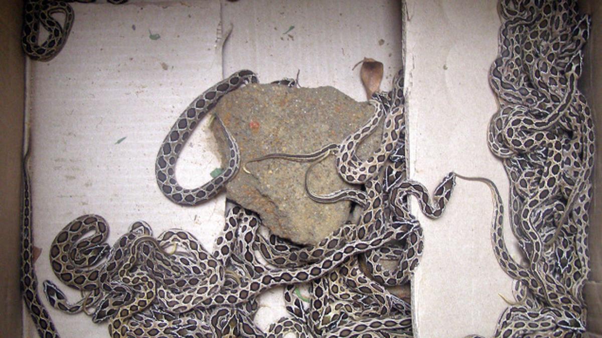 Russell's Viper gives birth to 53 at Bannerghatta park - The Hindu