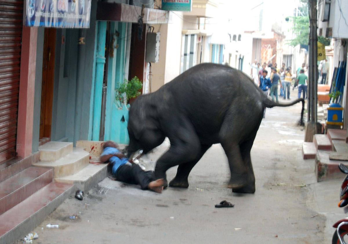 Terrified elephant runs wild in Mysore - The Hindu
