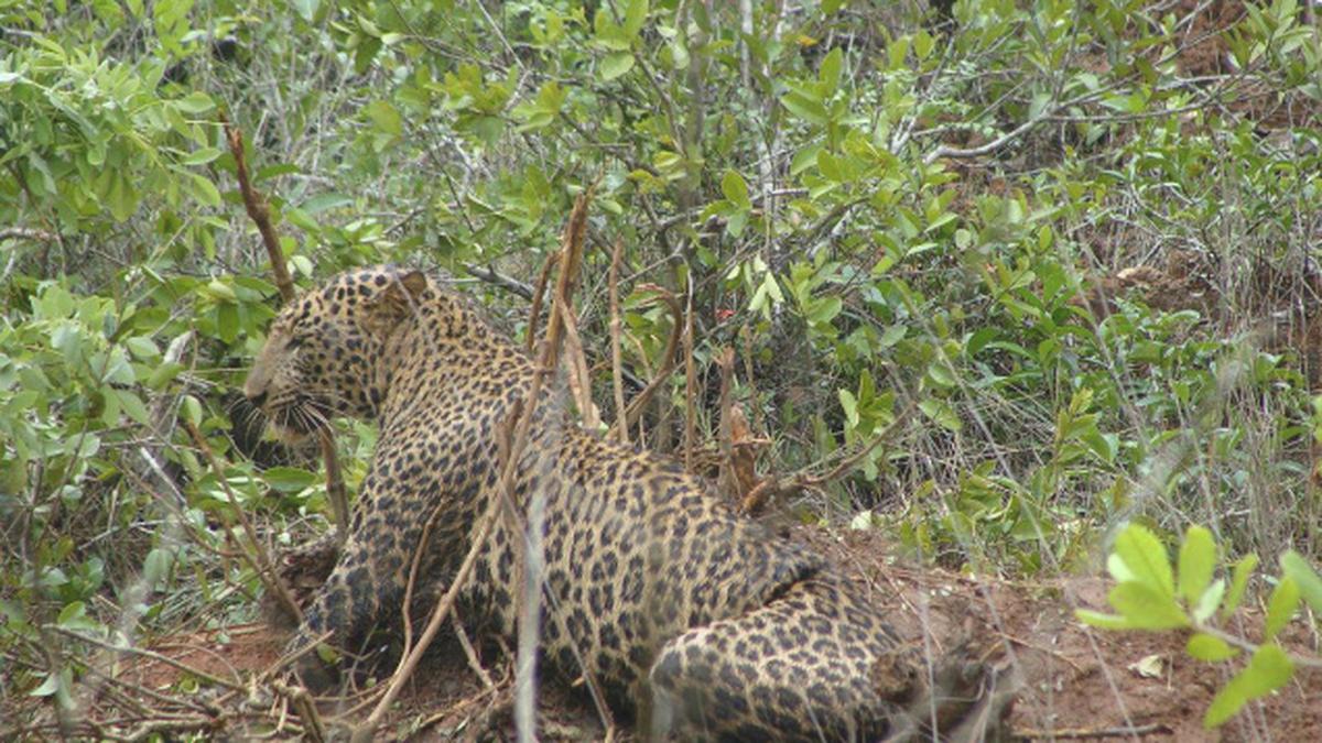 Leopard caught in a snare rescued - The Hindu