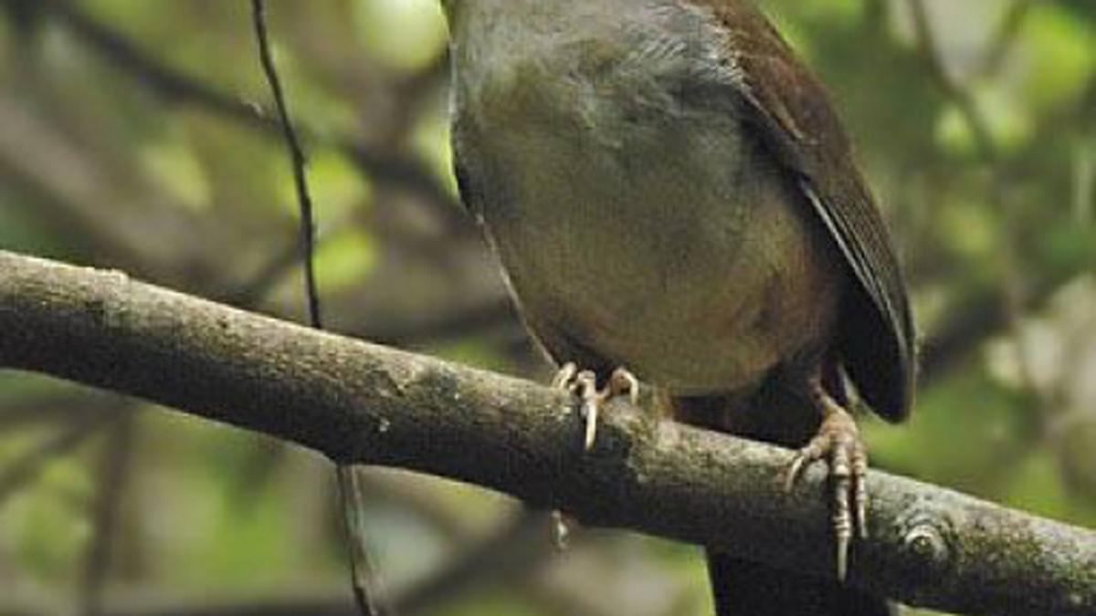 Rare bird spotted after 23 years - The Hindu