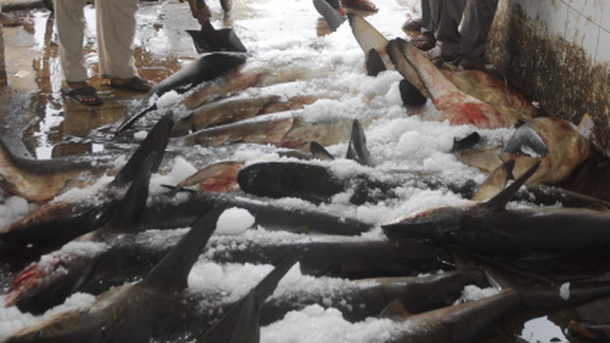 Sharks caught by tuna long-liners; sold at fishing harbour - The Hindu