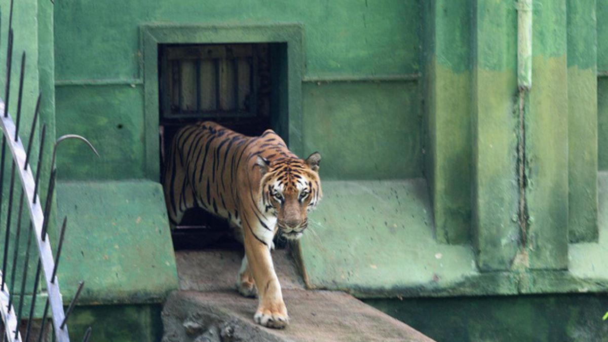 Dhoni adopts Mysore zoo tiger - The Hindu